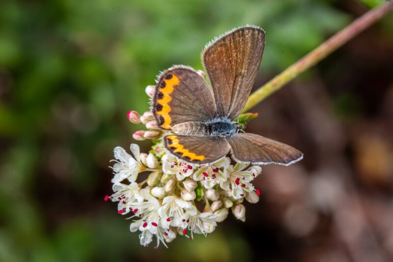 El Segundo Blue Butterfly Season Is Back