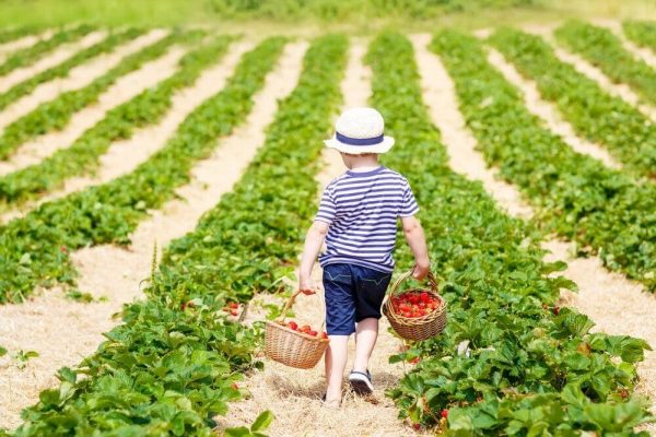 12 Best Kid Friendly Farms Near Los Angeles